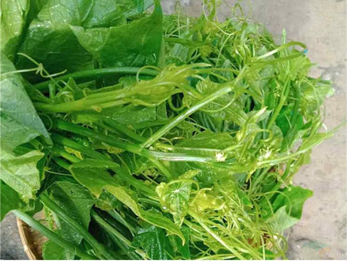 Đọt su su: Món ăn tưởng chừng đơn giản nhưng rất tốt cho sức khỏe | Sức ...